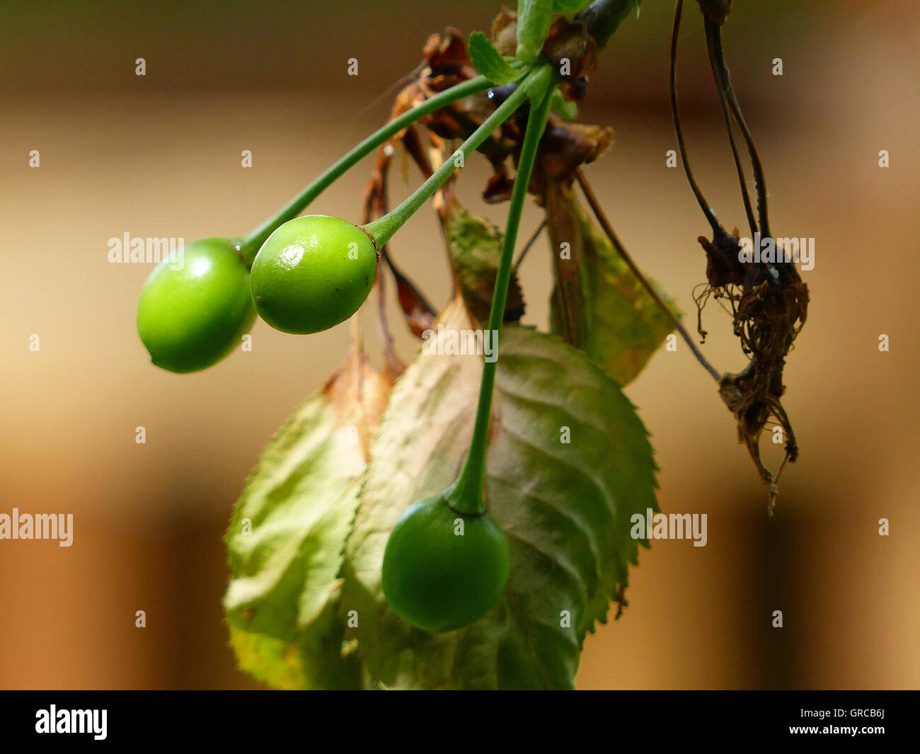 Cerises non mûres, vert et fleurs séchées sur Branch Photo Stock - Alamy