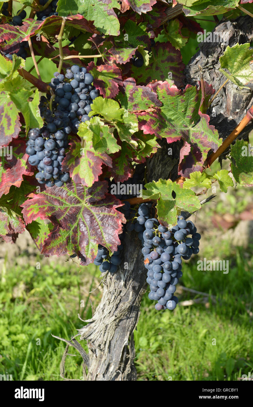 Raisins bleus Banque de photographies et d’images à haute résolution ...