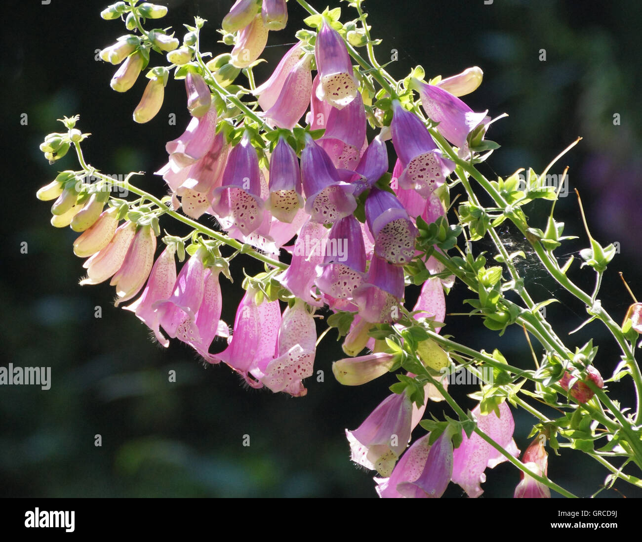Plante de digitale Banque de photographies et d’images à haute ...