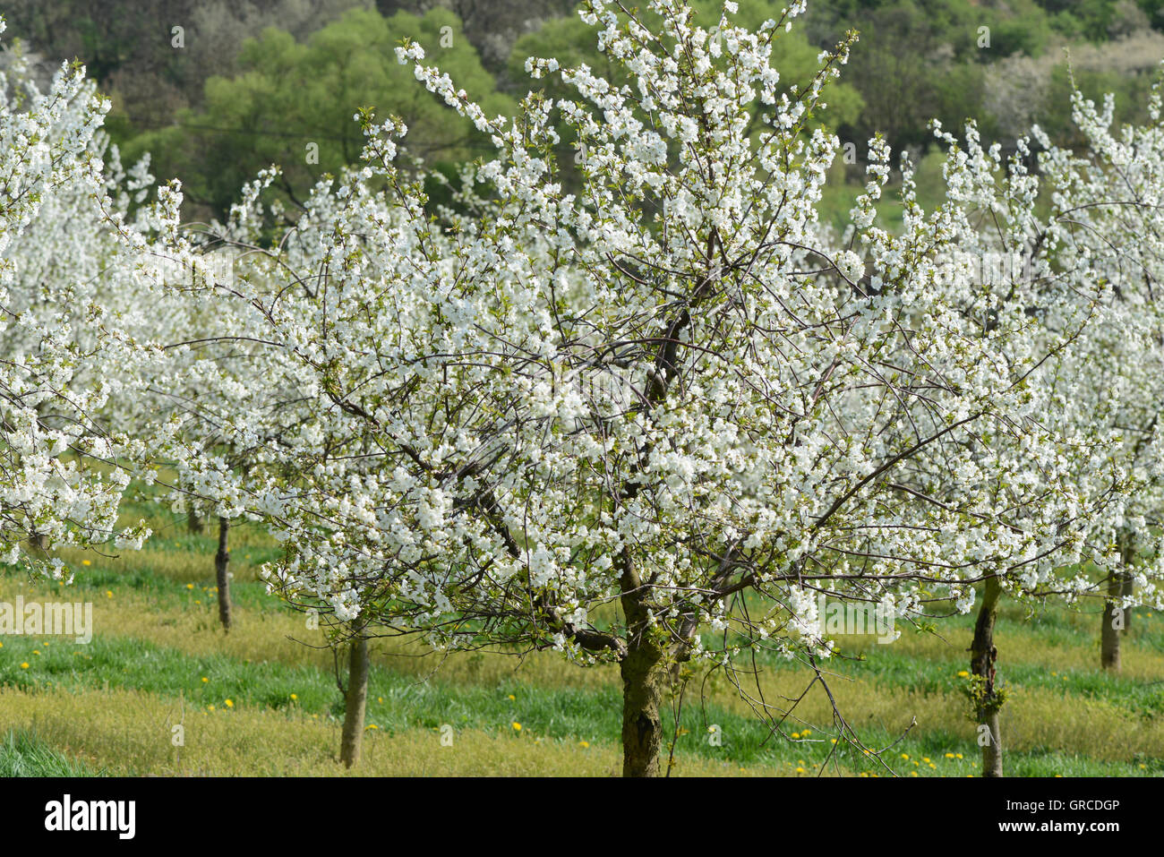 La floraison des arbres fruitiers Photo Stock - Alamy