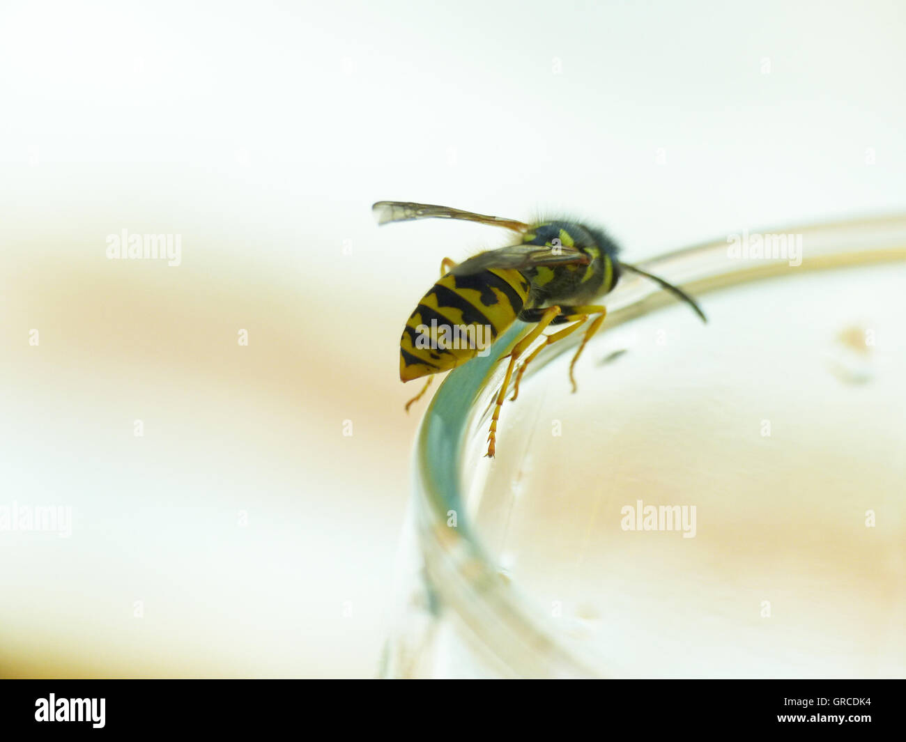 Un insecte sur le verre Banque de photographies et d’images à haute ...