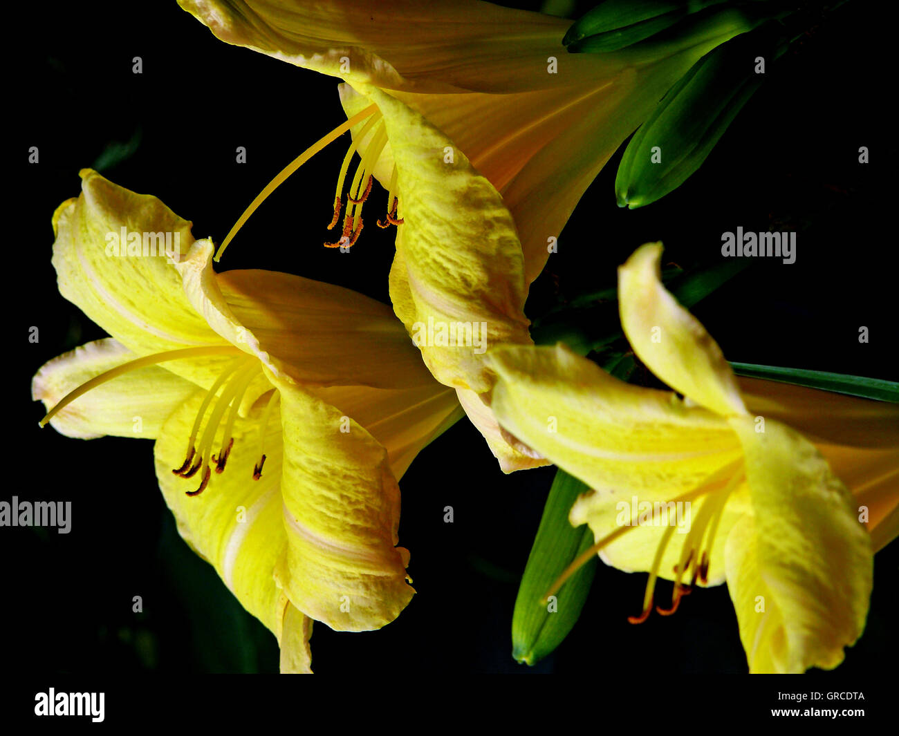 2 lis Banque de photographies et d’images à haute résolution - Alamy