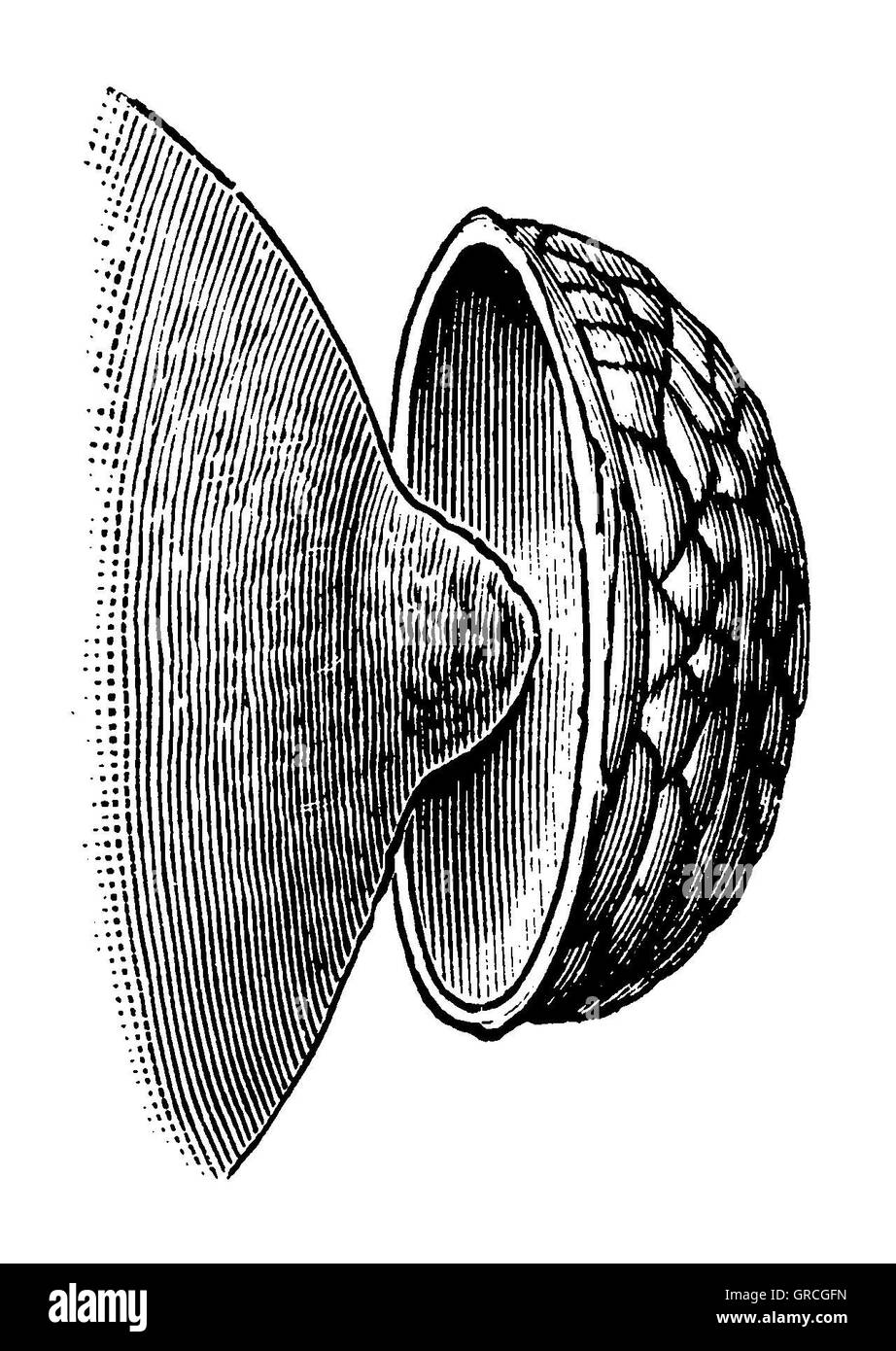 Mamelons et tétons Banque d'images noir et blanc - Alamy