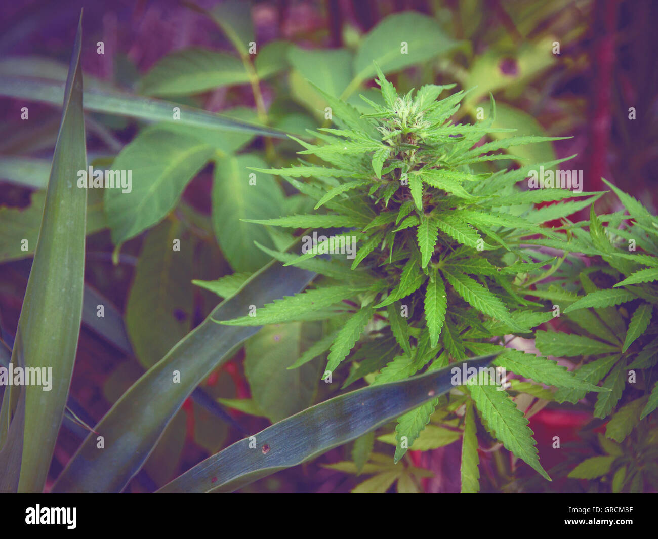 Plante de chanvre Banque de photographies et d’images à haute ...