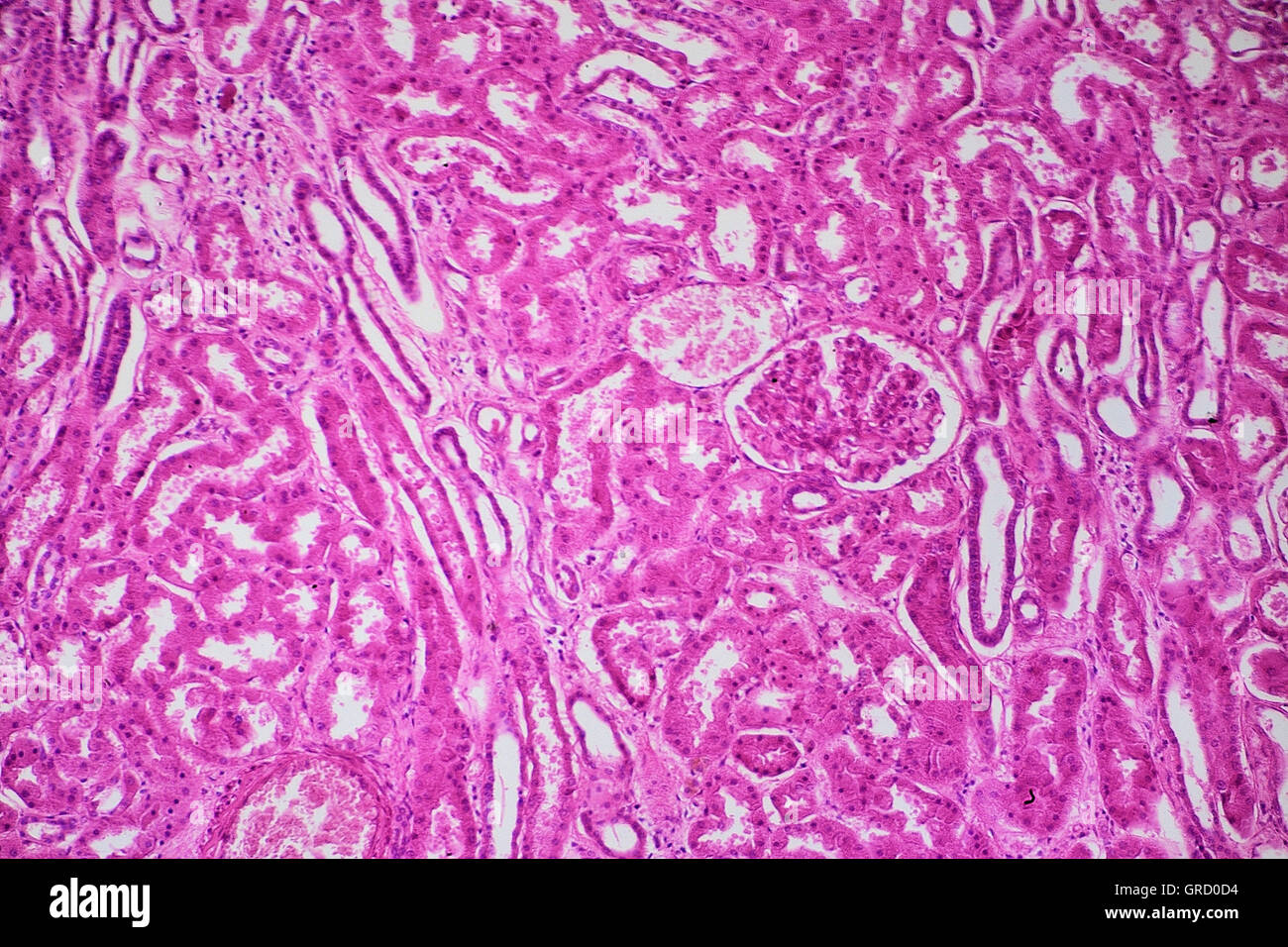 Rein humain, zone corticale sous microscope Photo Stock - Alamy