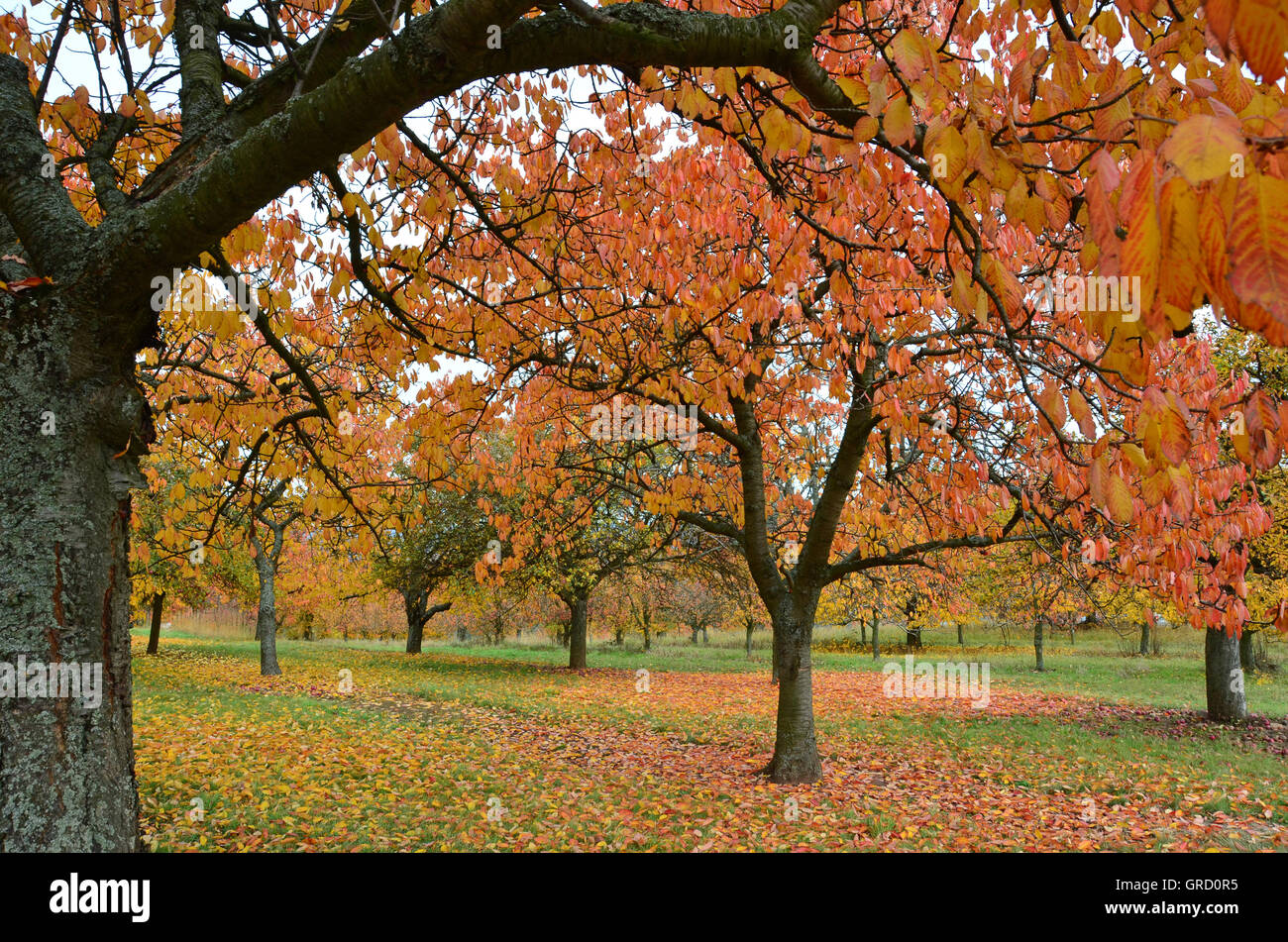 Vergers de prairie Banque de photographies et d’images à haute ...