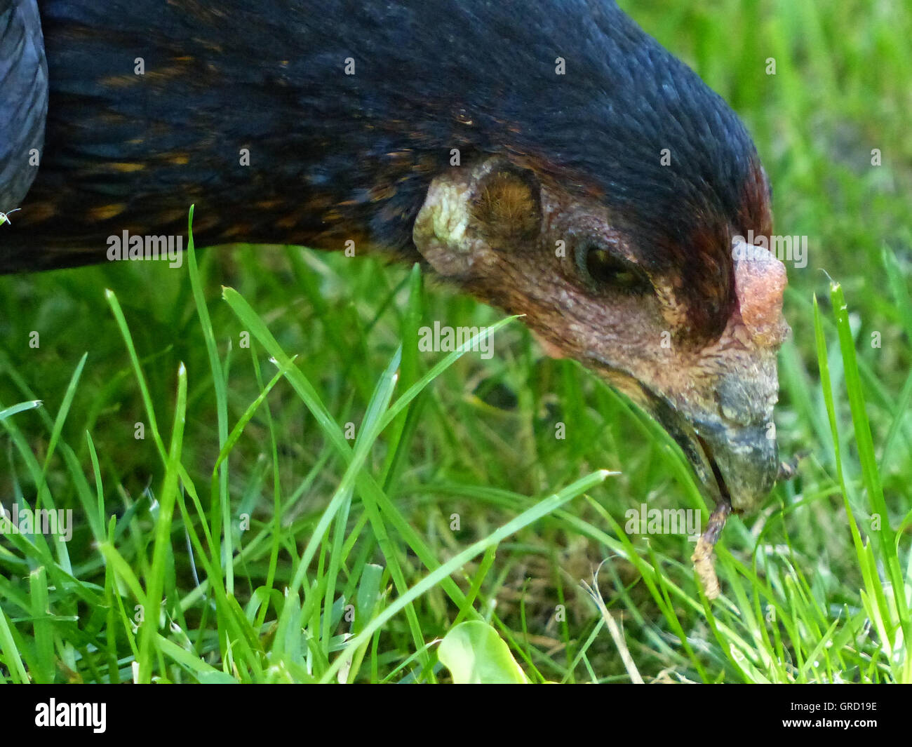 Poulet araucana mange de l'herbe Banque de photographies et d’images à ...