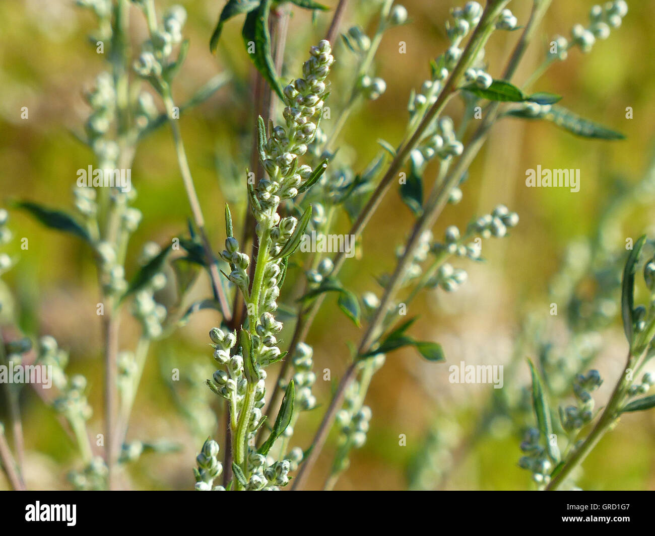 Armoise commune artemisia vulgaris Banque de photographies et d’images ...