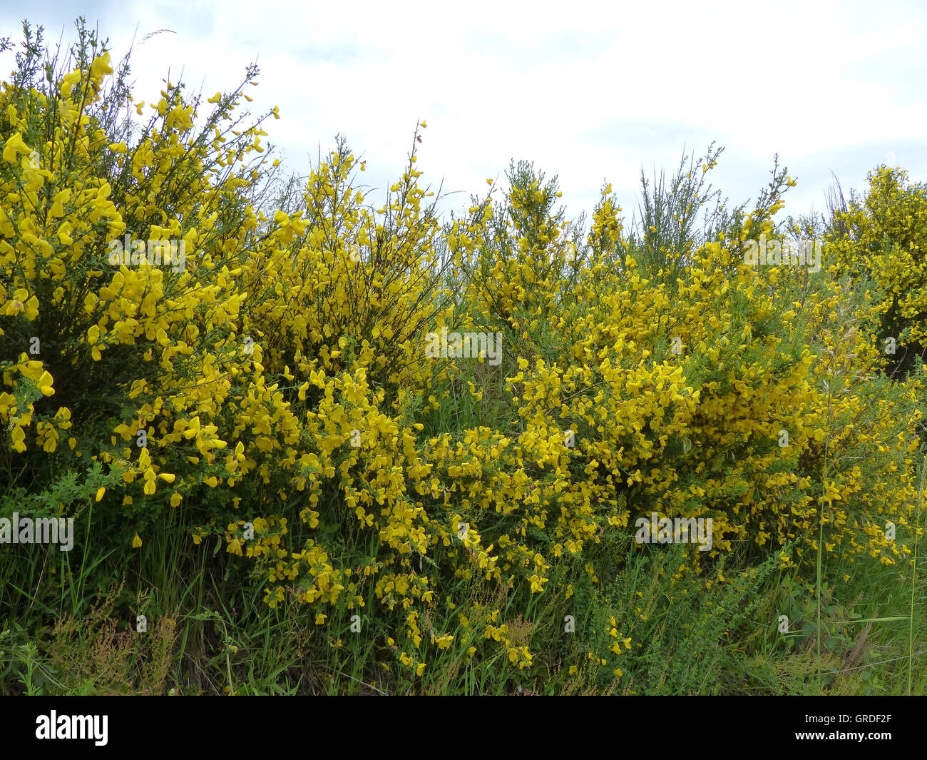 Toutes les arbustes à fleurs jaunes Banque de photographies et d’images ...