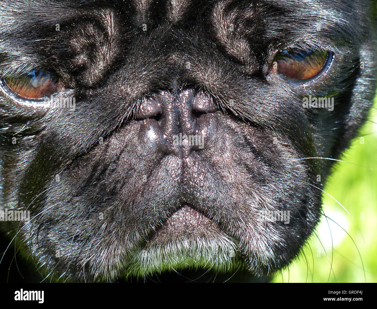 Carlin noir Banque de photographies et d’images à haute résolution - Alamy