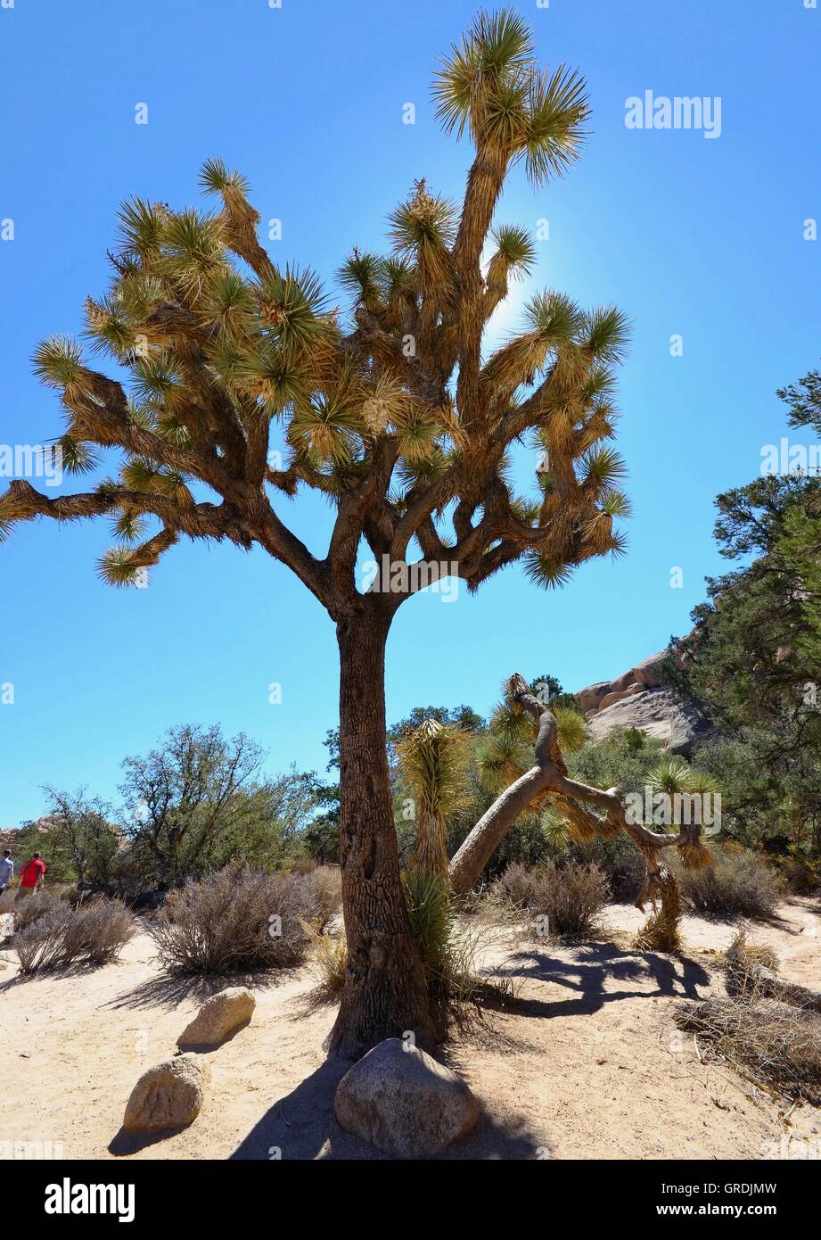 Arbre desert Banque de photographies et d’images à haute résolution - Alamy