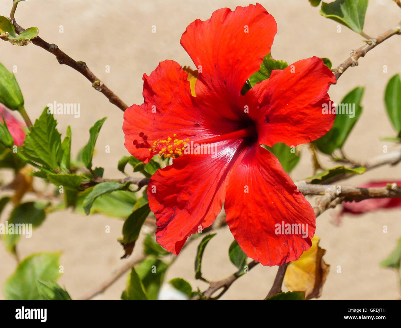Rose de sharon en fleurs Banque de photographies et d’images à haute ...