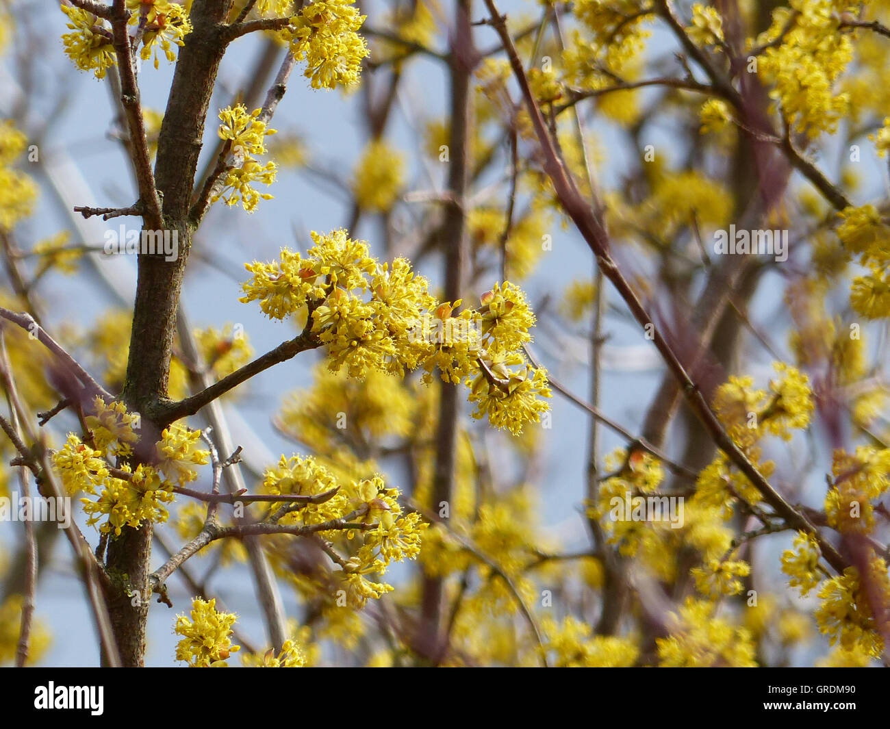 Cornus mas Banque de photographies et d’images à haute résolution - Alamy