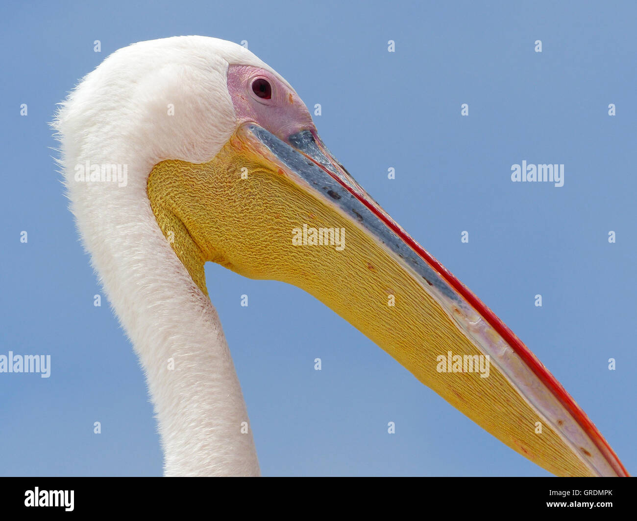 Pelican portrait Banque de photographies et d’images à haute résolution ...