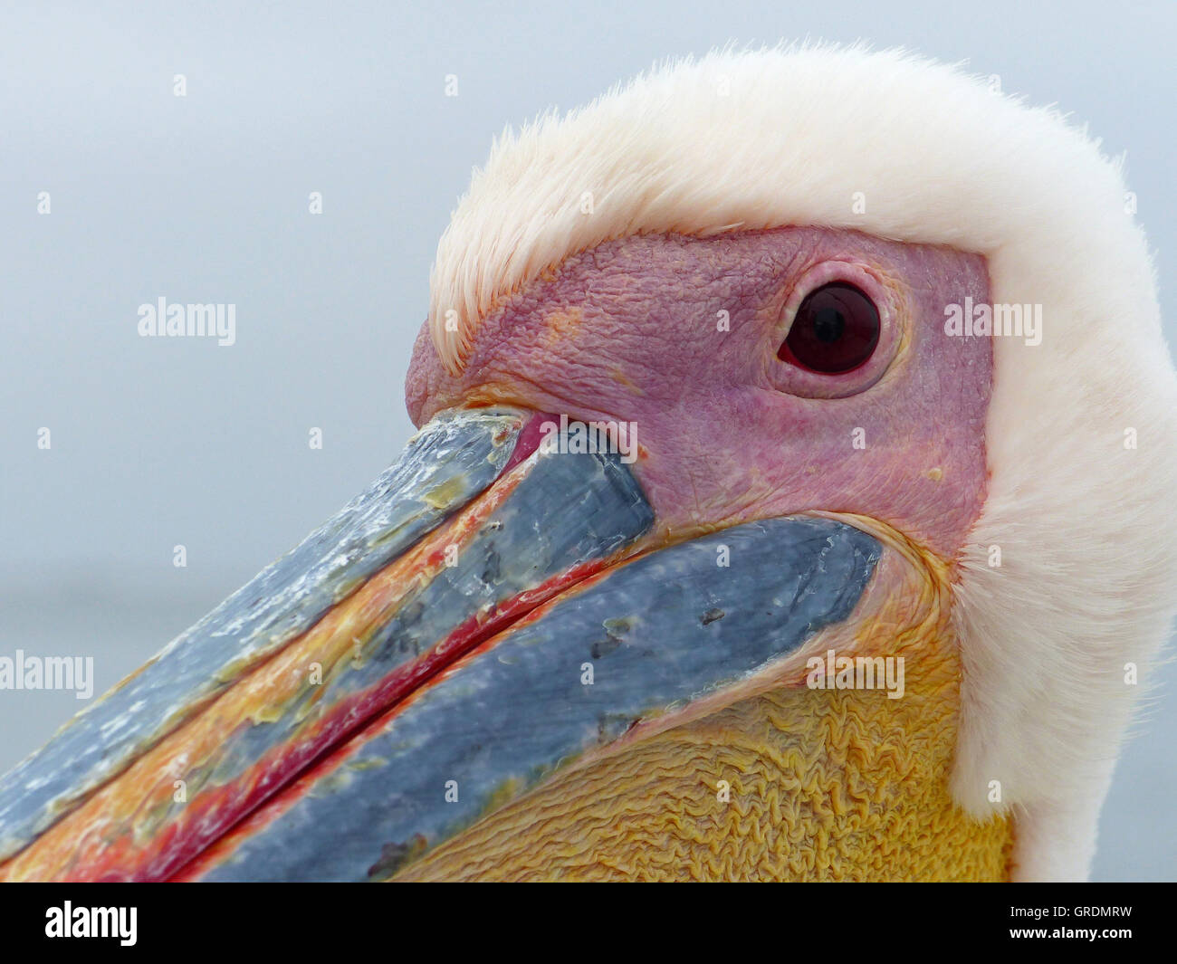 Pelican portrait Banque de photographies et d’images à haute résolution ...