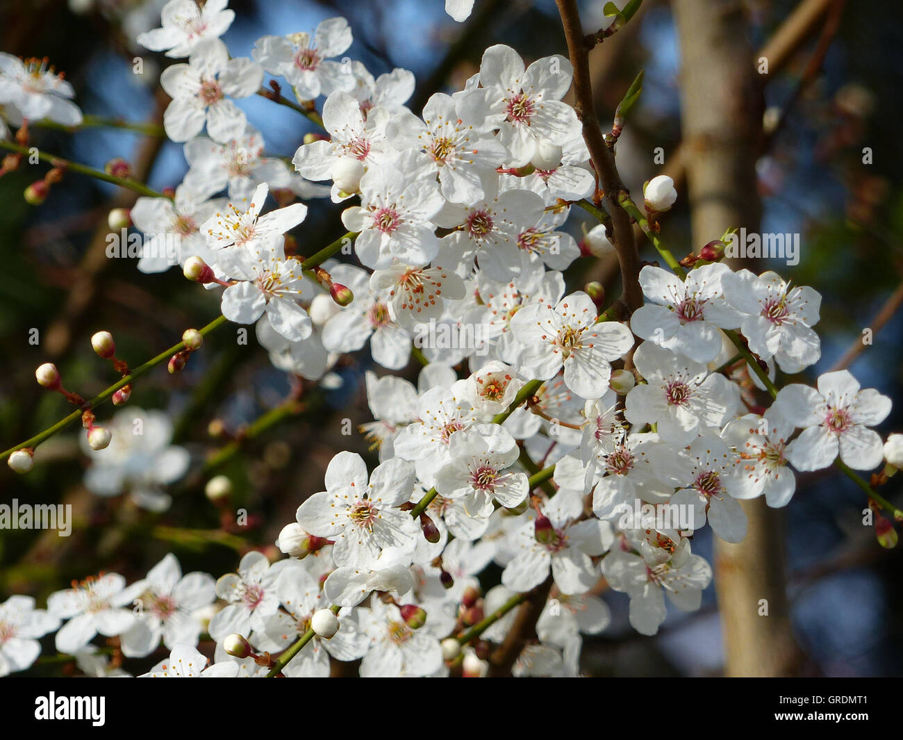 Arbre mirabelles Banque de photographies et d’images à haute résolution ...