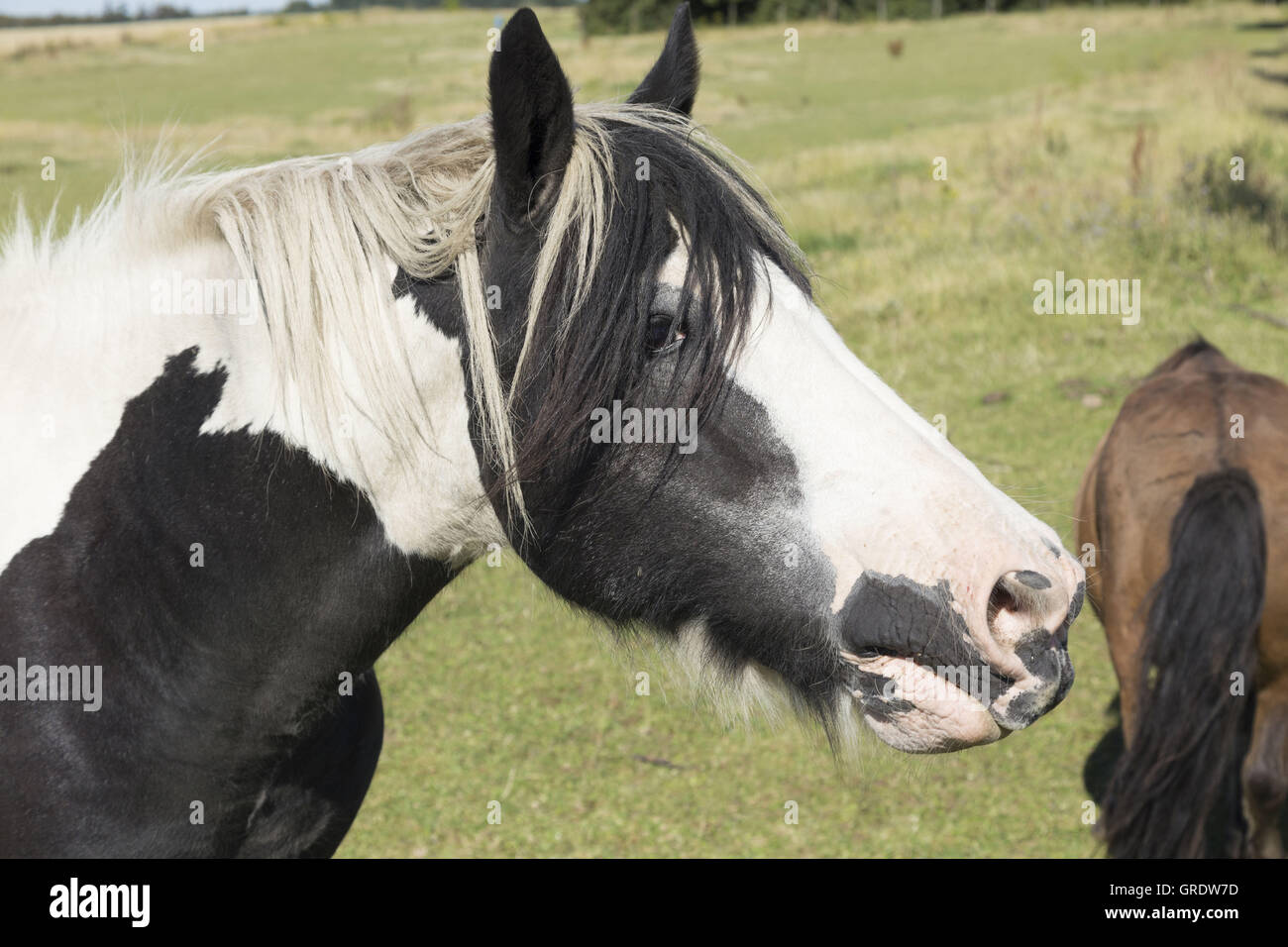 Tête d'un cheval pie dans un enclos avec cheval brun Photo Stock - Alamy