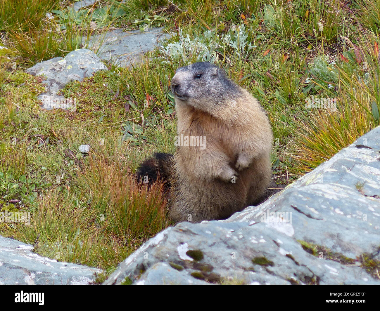 Marmota monax Banque de photographies et d’images à haute résolution ...