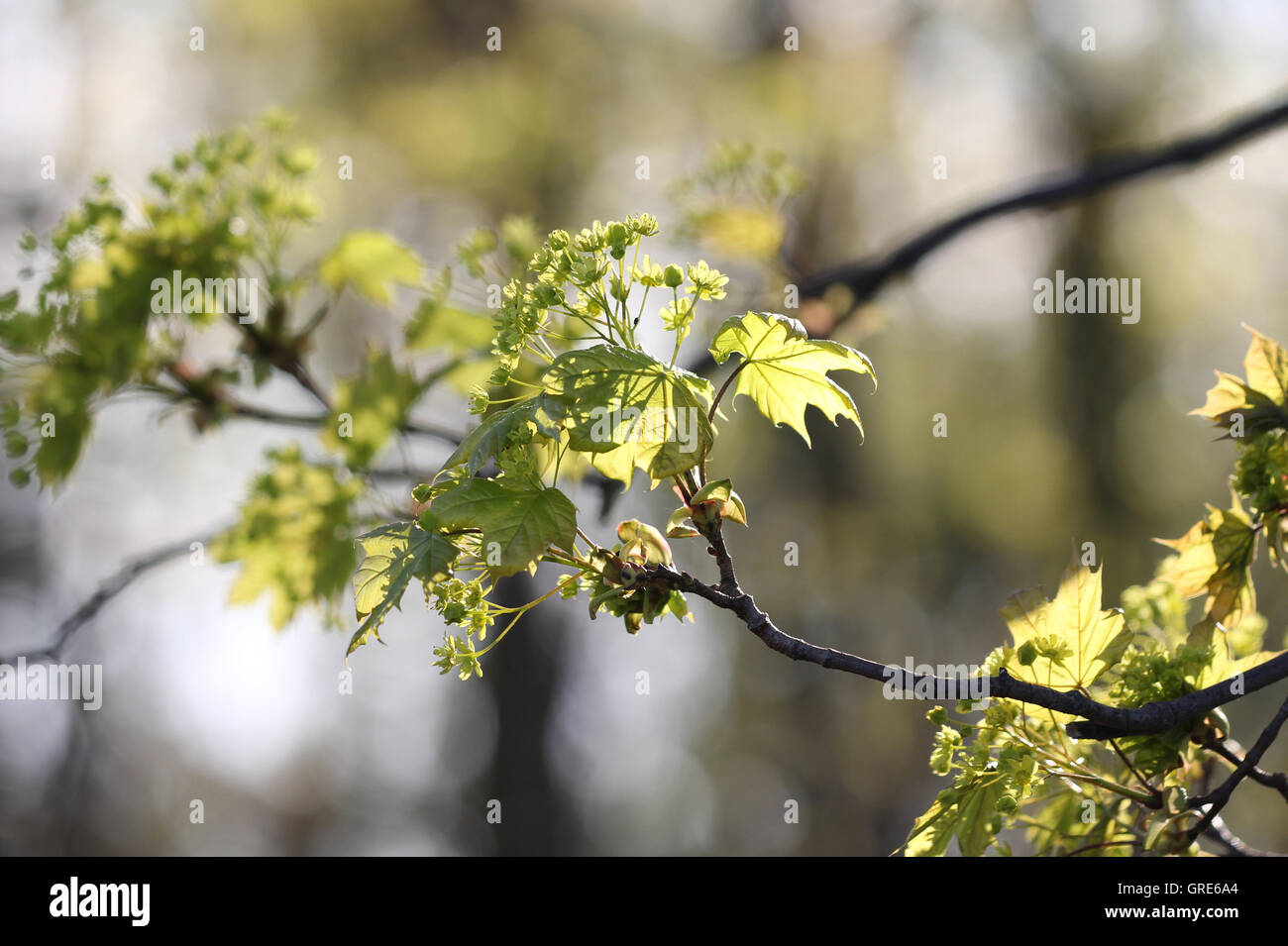 Fleur d'érable, Acer platanoides Photo Stock - Alamy