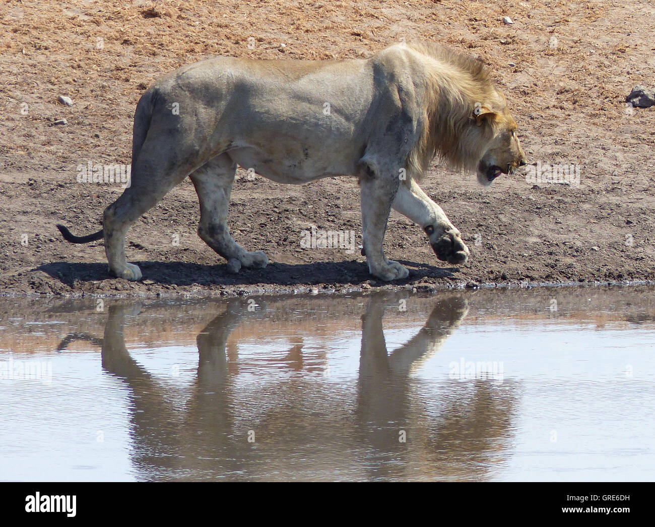 Lion beige Banque de photographies et d’images à haute résolution - Alamy