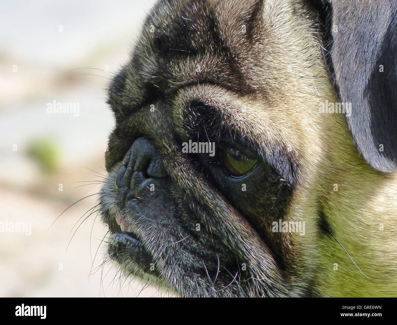 Carlin beige Banque de photographies et d’images à haute résolution ...