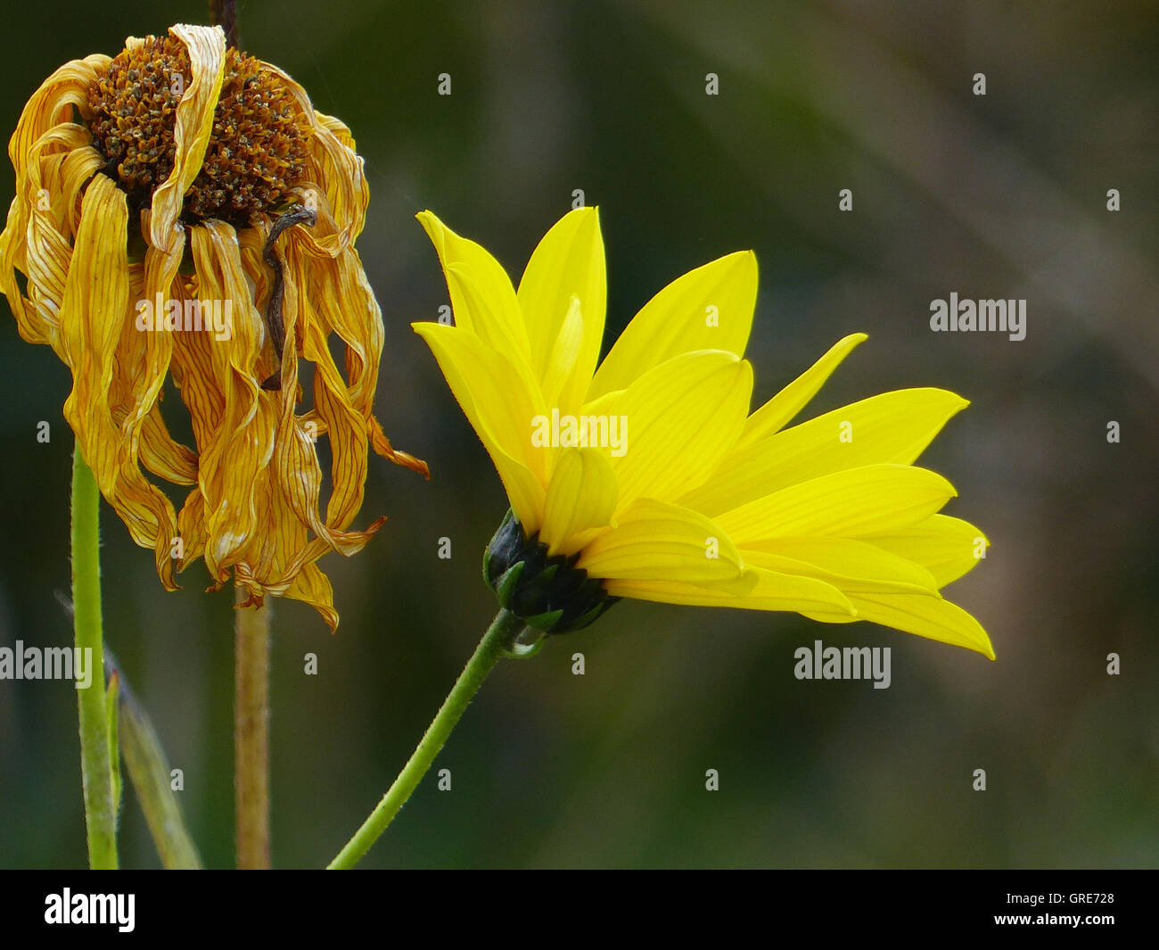 Fleurir et flétri Banque de photographies et d’images à haute ...