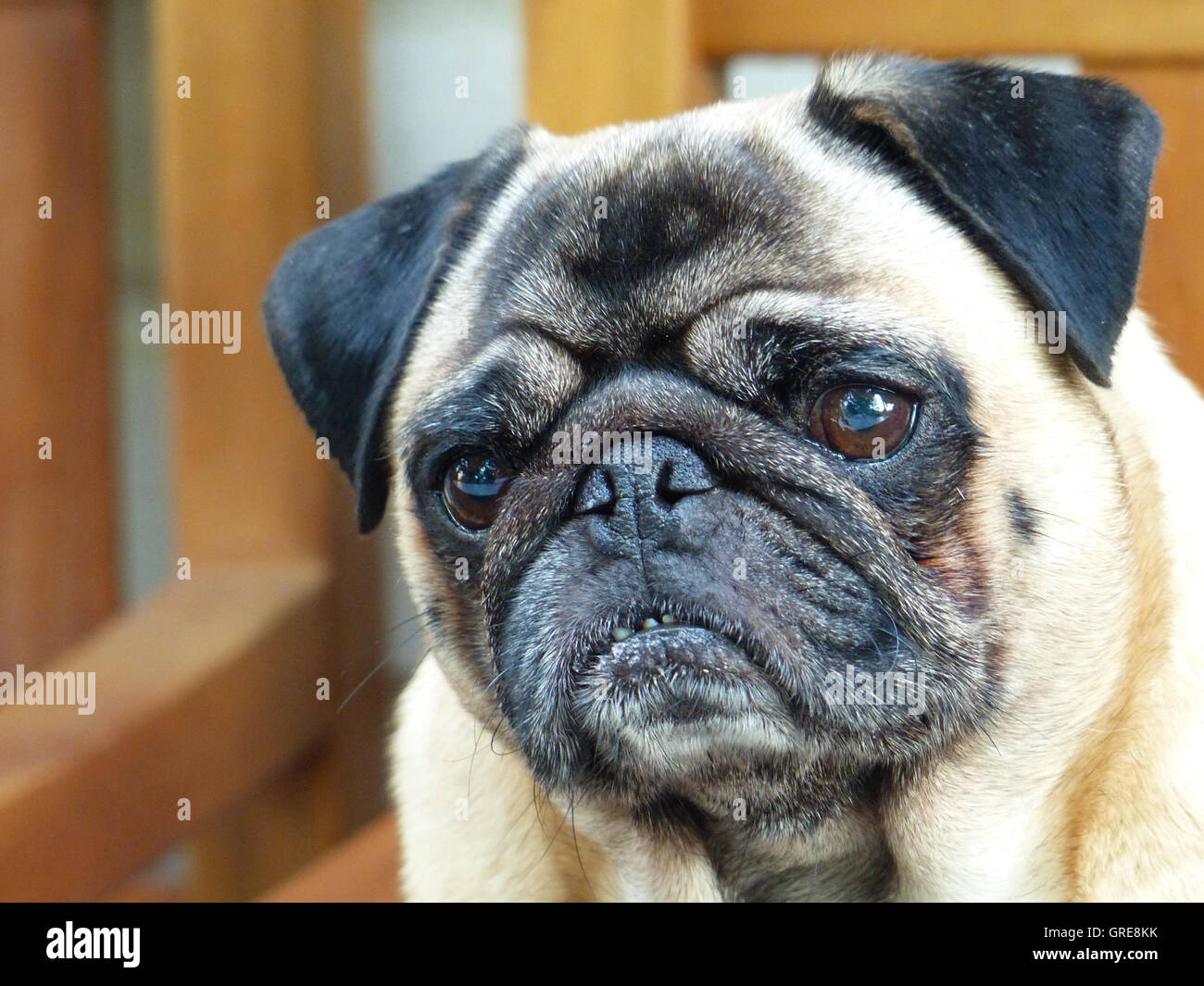 Carlin beige Banque de photographies et d’images à haute résolution - Alamy