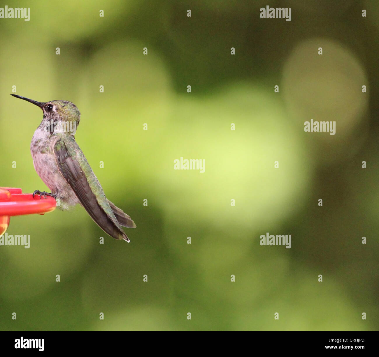 Nector feeder Banque de photographies et d’images à haute résolution ...