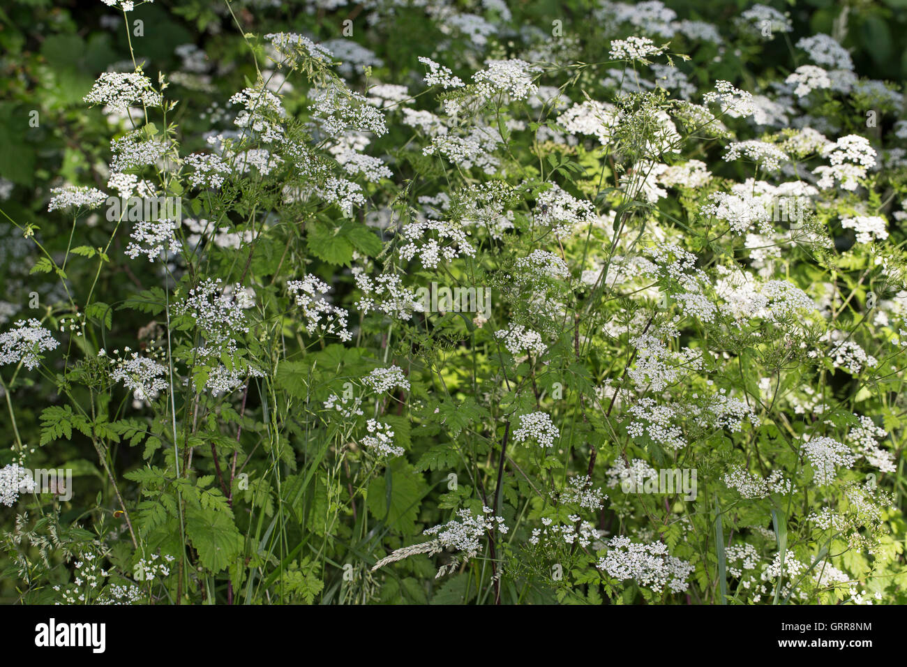 Taumel-Kälberkropf Hecken-Kälberkropf Heckenkälberkropf ...