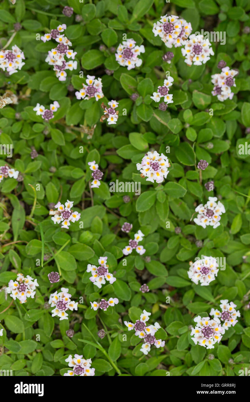 Lippia nodiflora Banque de photographies et d’images à haute résolution ...