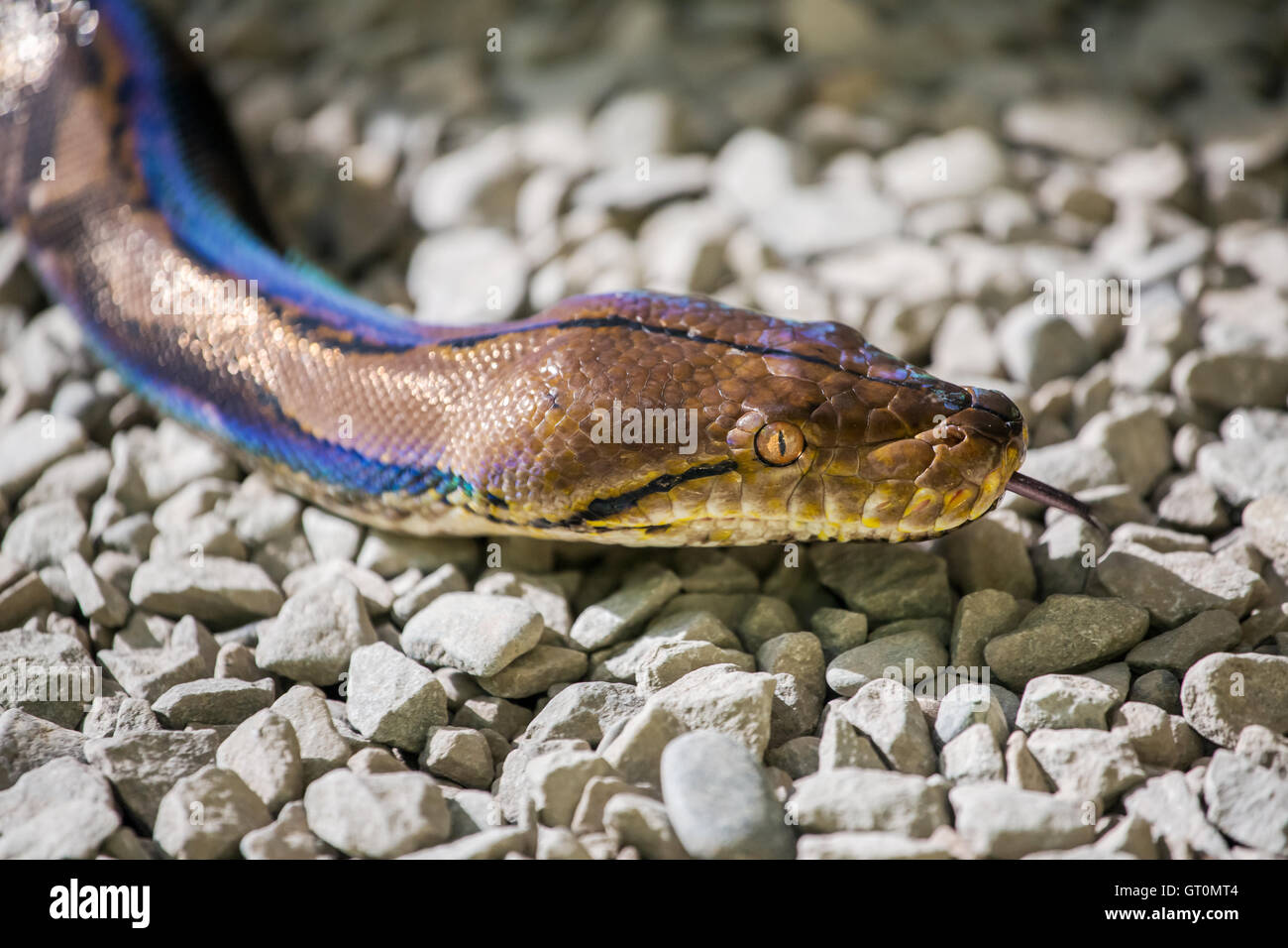 Python reticulatus Banque de photographies et d’images à haute ...