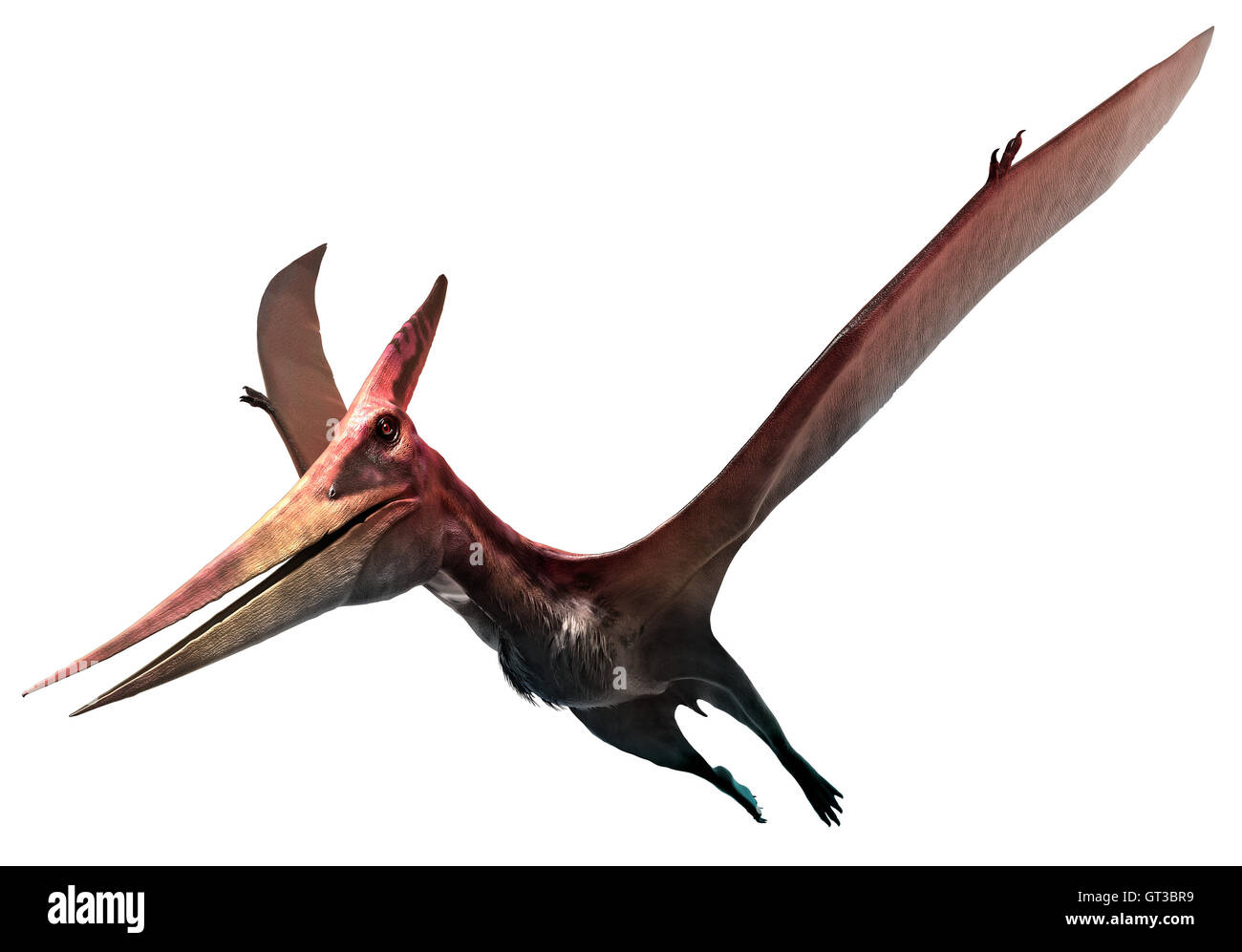 Pteranodon pterosaur Banque de photographies et d’images à haute résolution - Alamy