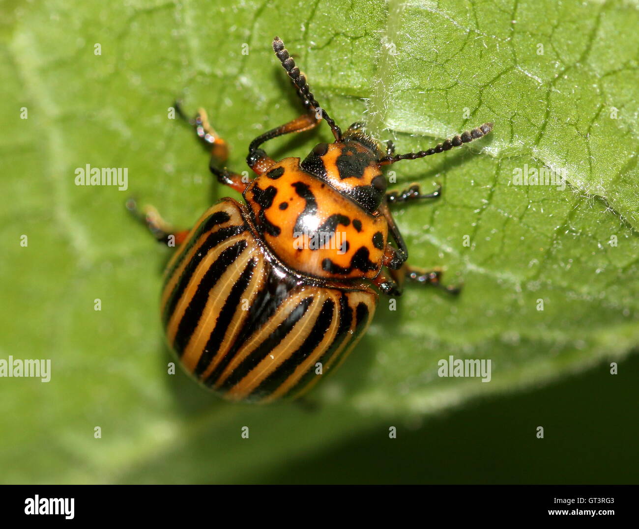 Doryphore de la pomme de terre (Leptinotarsa decemlineata) une espèces ...