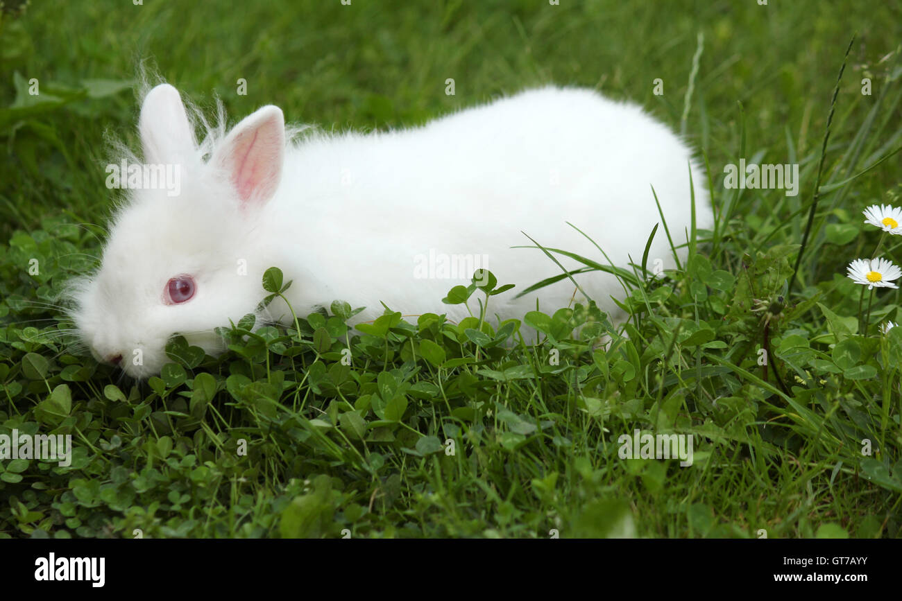 Lapin blanc nain in Green grass Photo Stock - Alamy