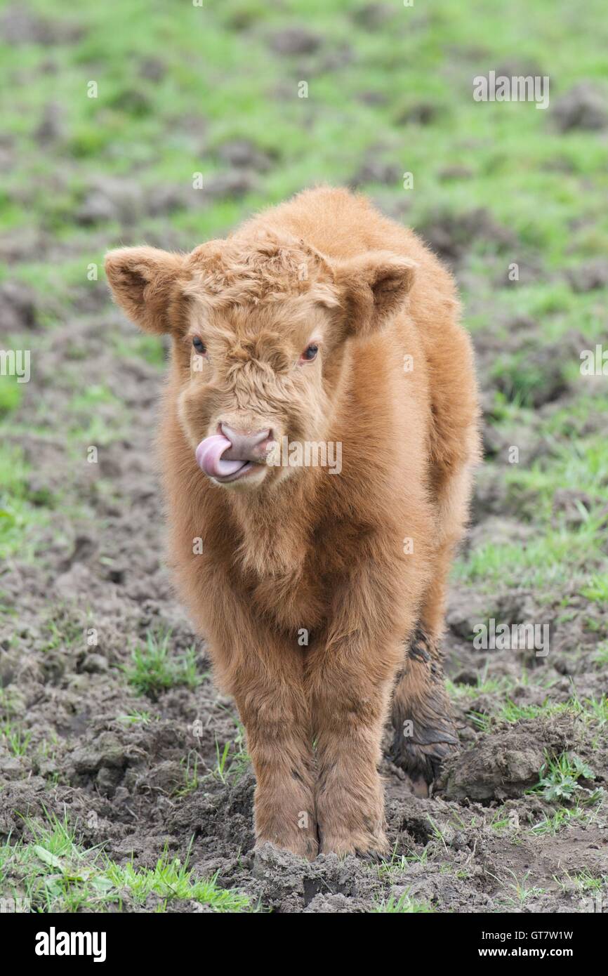 Highland cow licking Banque de photographies et d’images à haute ...