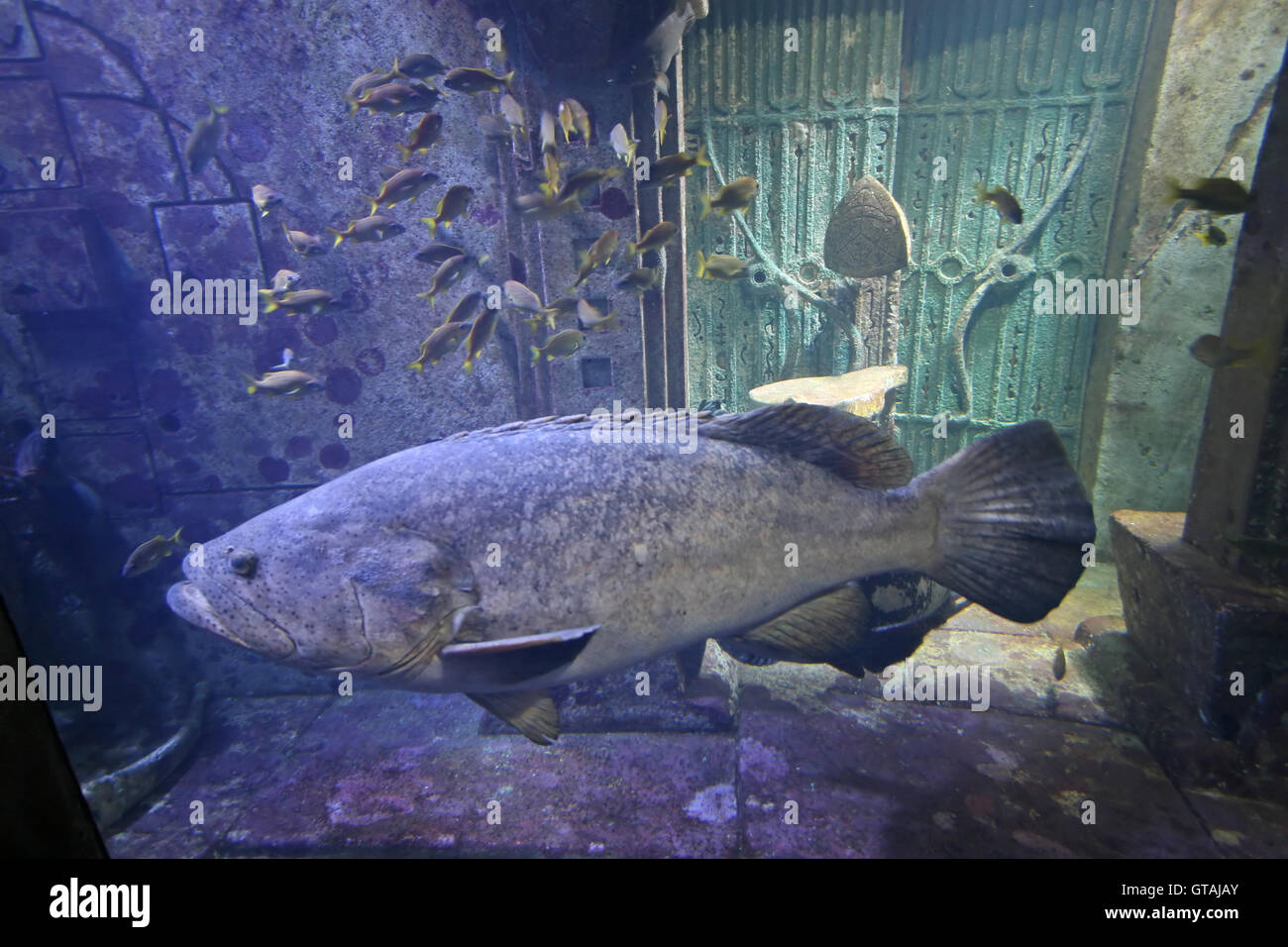 Beaucoup de poissons Banque de photographies et d’images à haute ...