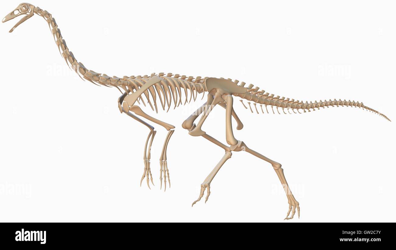 Gallimimus skeleton Banque de photographies et d’images à haute ...