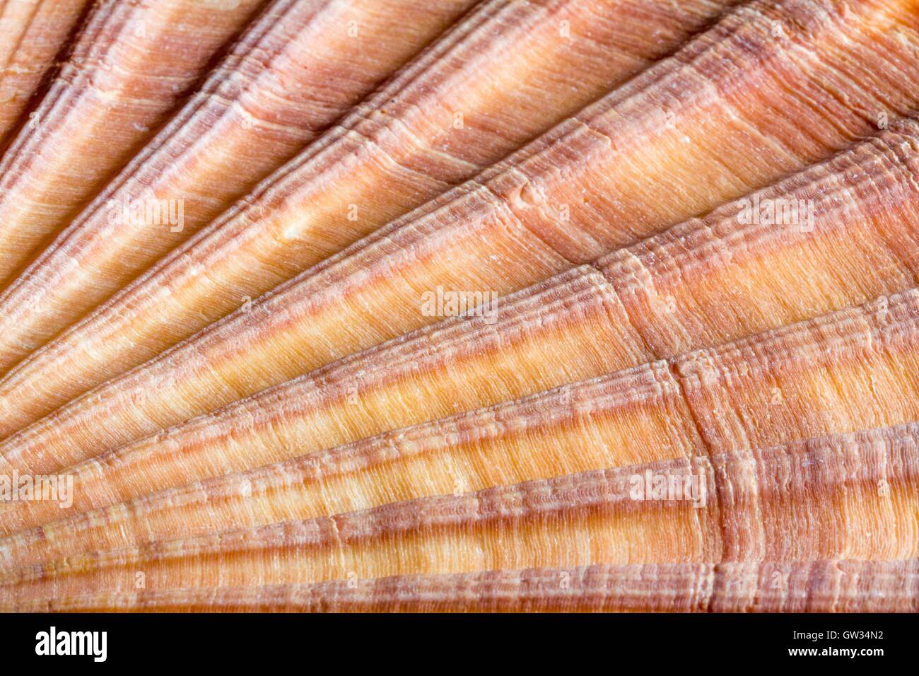 Mollusques marins bivalves Banque de photographies et d’images à haute ...