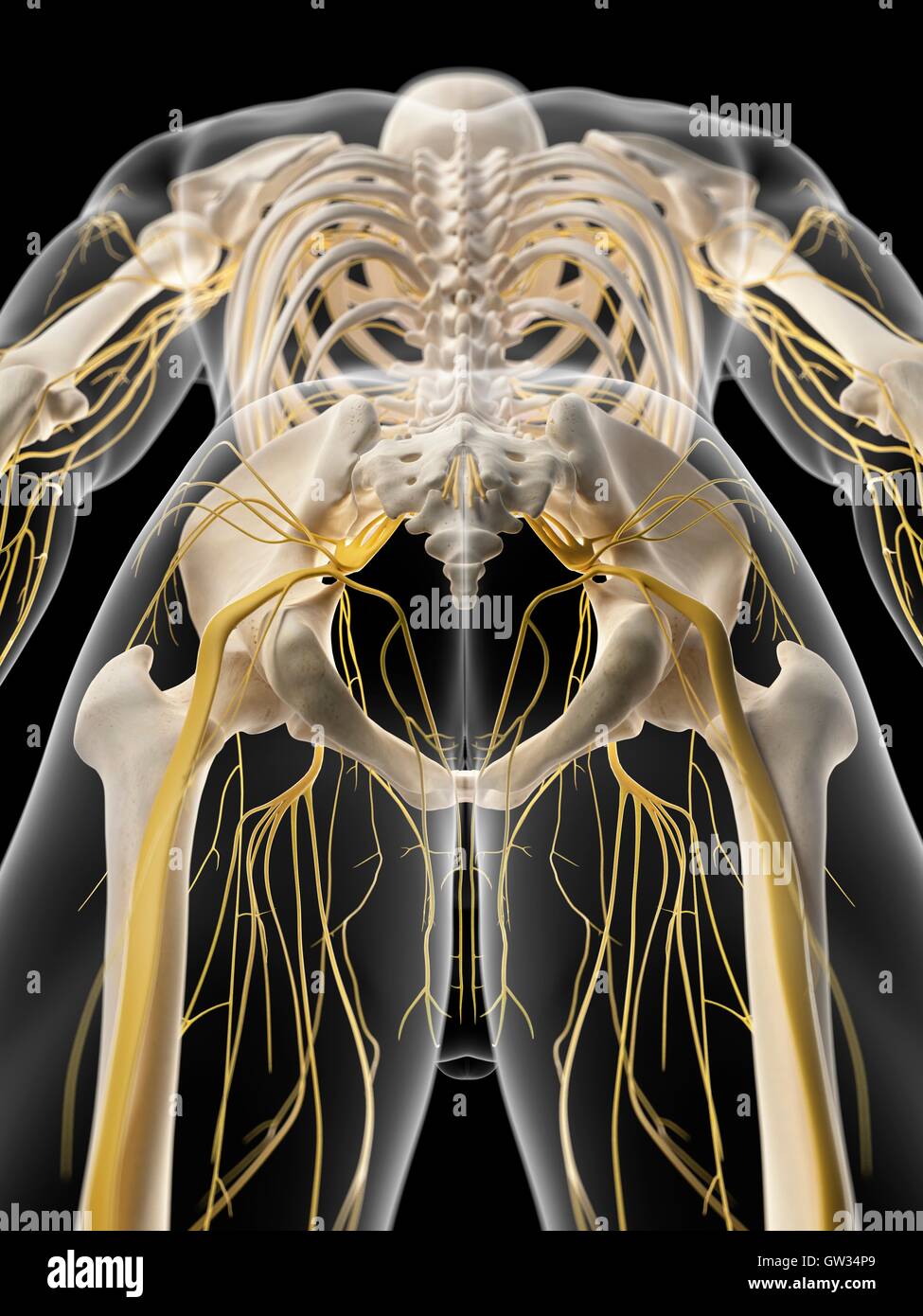 Nerves Pelvis Banque d'image et photos - Alamy