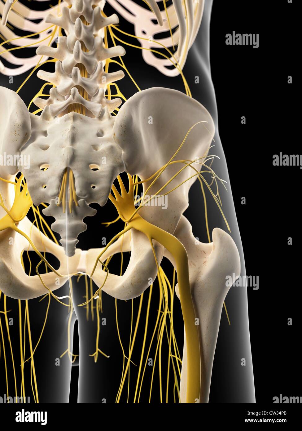Système Nerveux humain du bassin, de l'illustration Photo Stock - Alamy