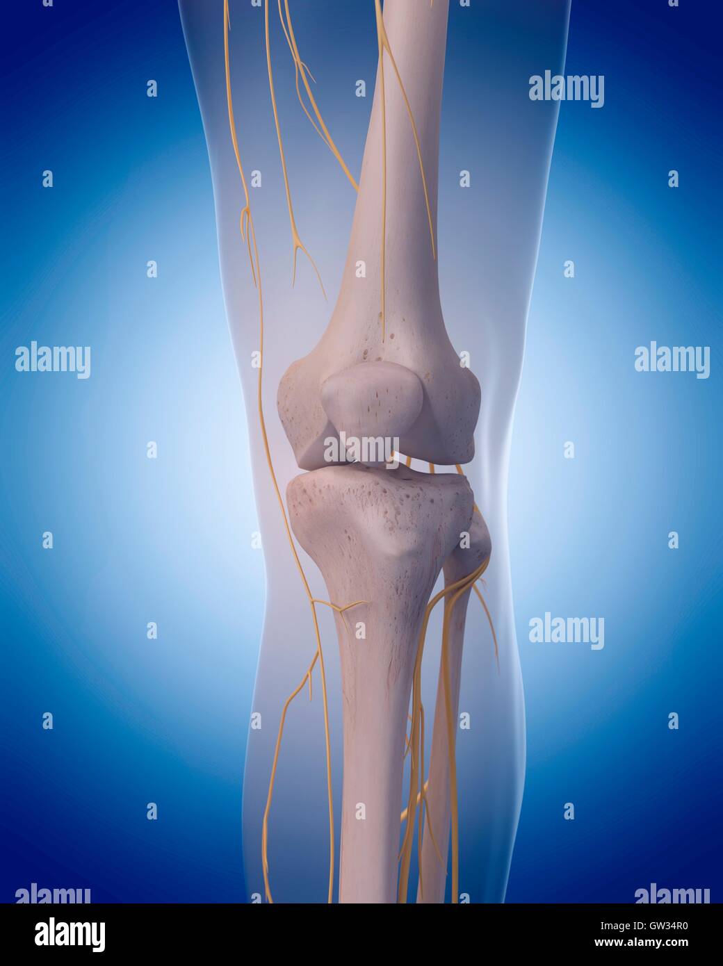 Les nerfs du genou, de l'illustration Photo Stock - Alamy