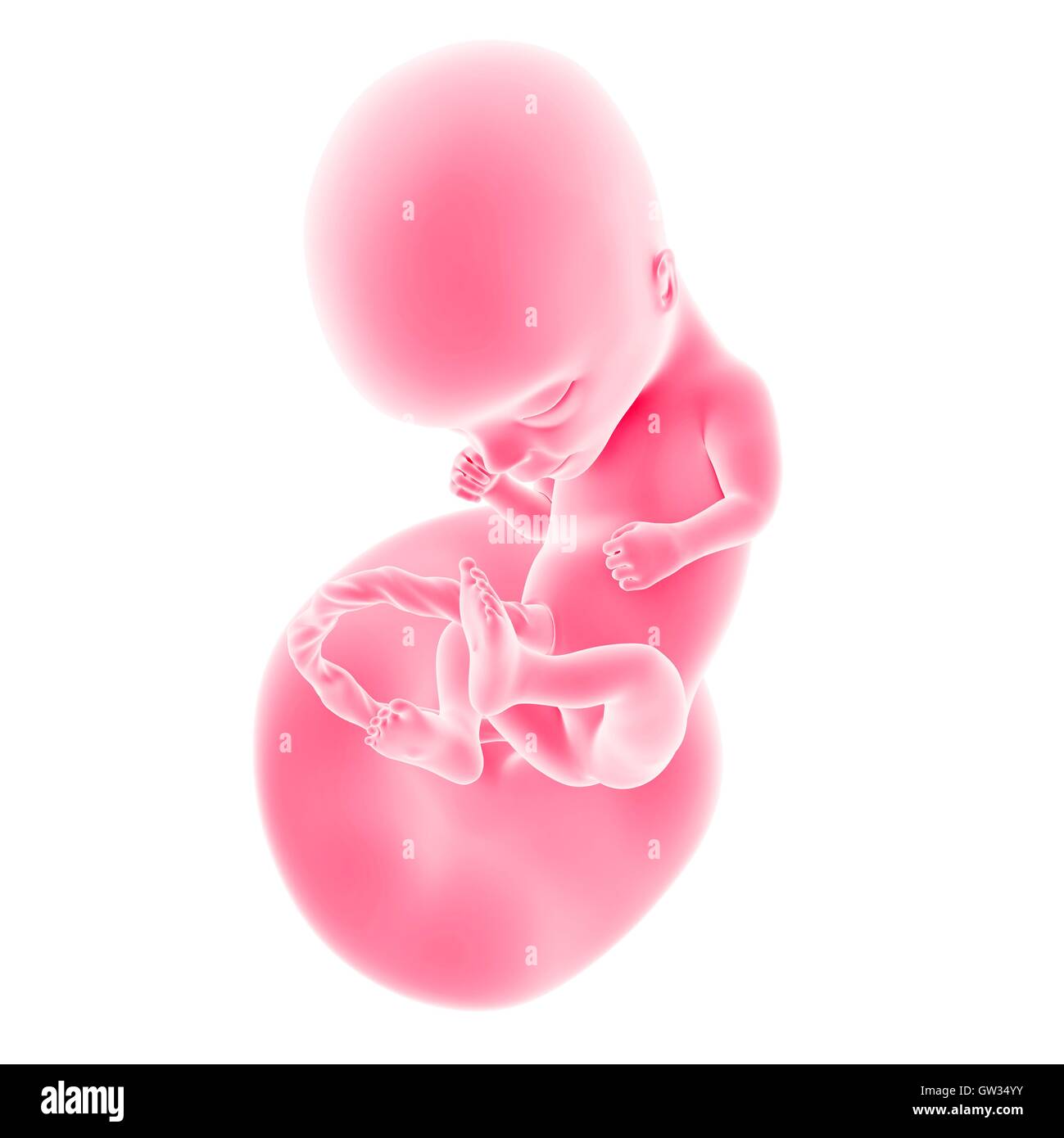 Foetus à 14 semaines Banque de photographies et d’images à haute ...