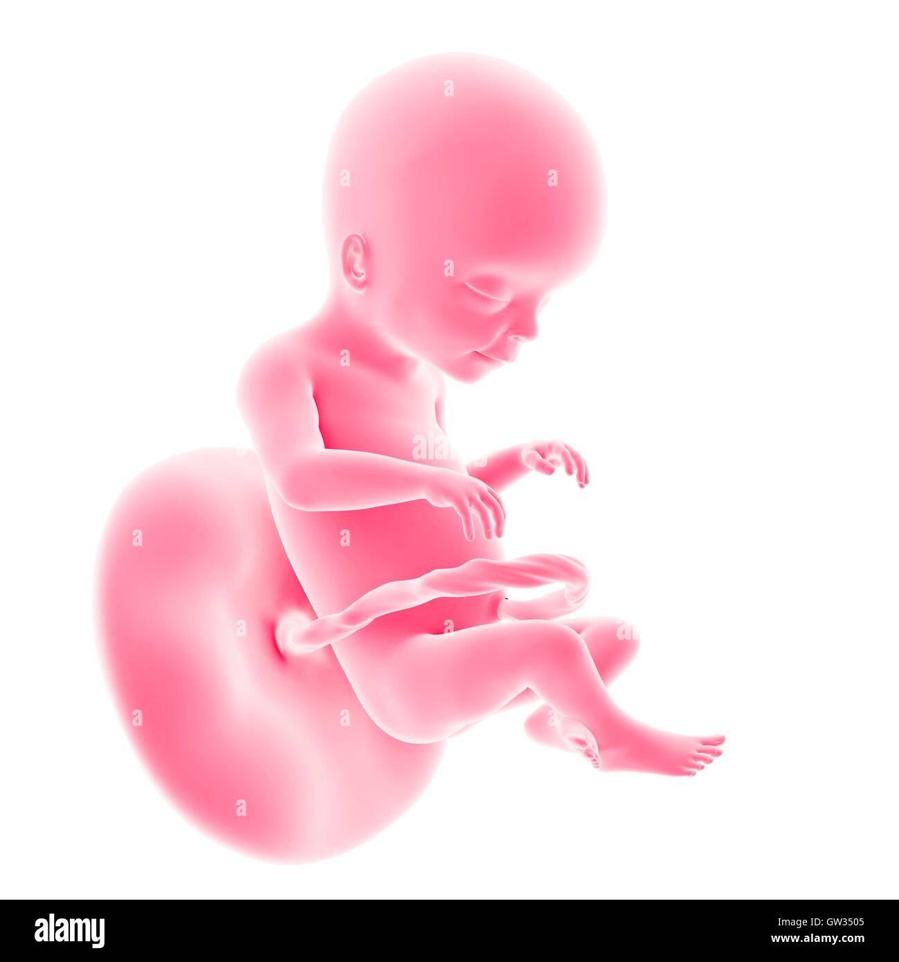 Få“tus humain 20 semaines Banque de photographies et d’images à haute ...