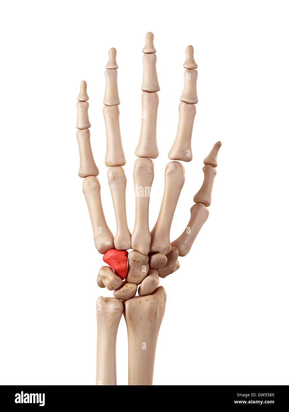 Os de la main Banque de photographies et d’images à haute résolution ...