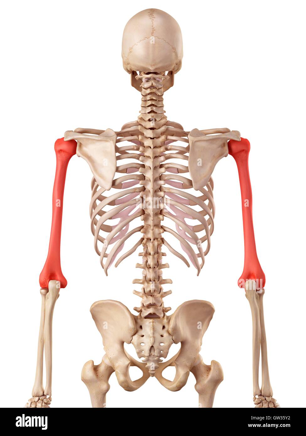 Humerus Humain Banque d'image et photos - Alamy
