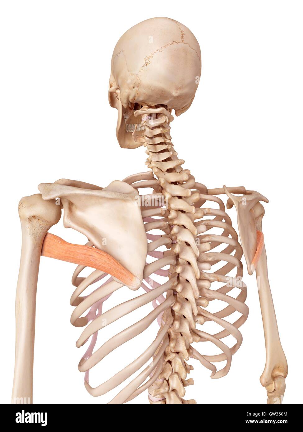 Anatomie Des Muscles Du Dos Banque d'image et photos - Page 4 - Alamy