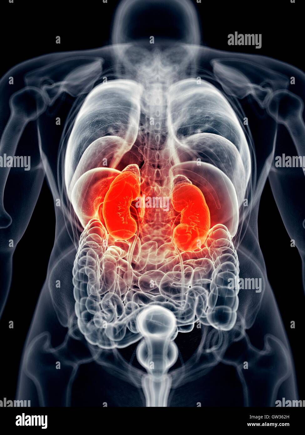 Rein humain, illustration de la douleur Photo Stock - Alamy