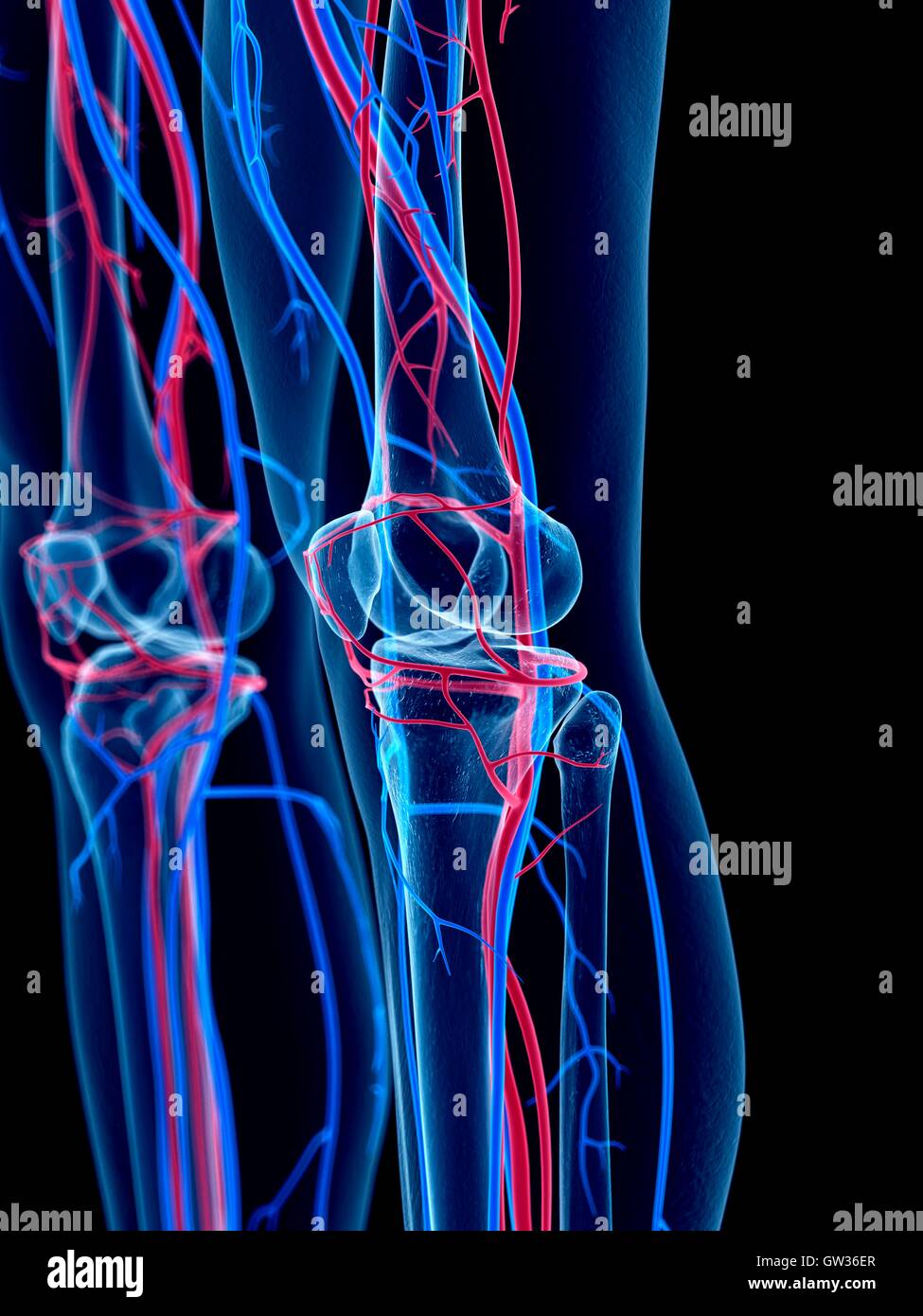 Système vasculaire humain du genou, de l'illustration Photo Stock - Alamy