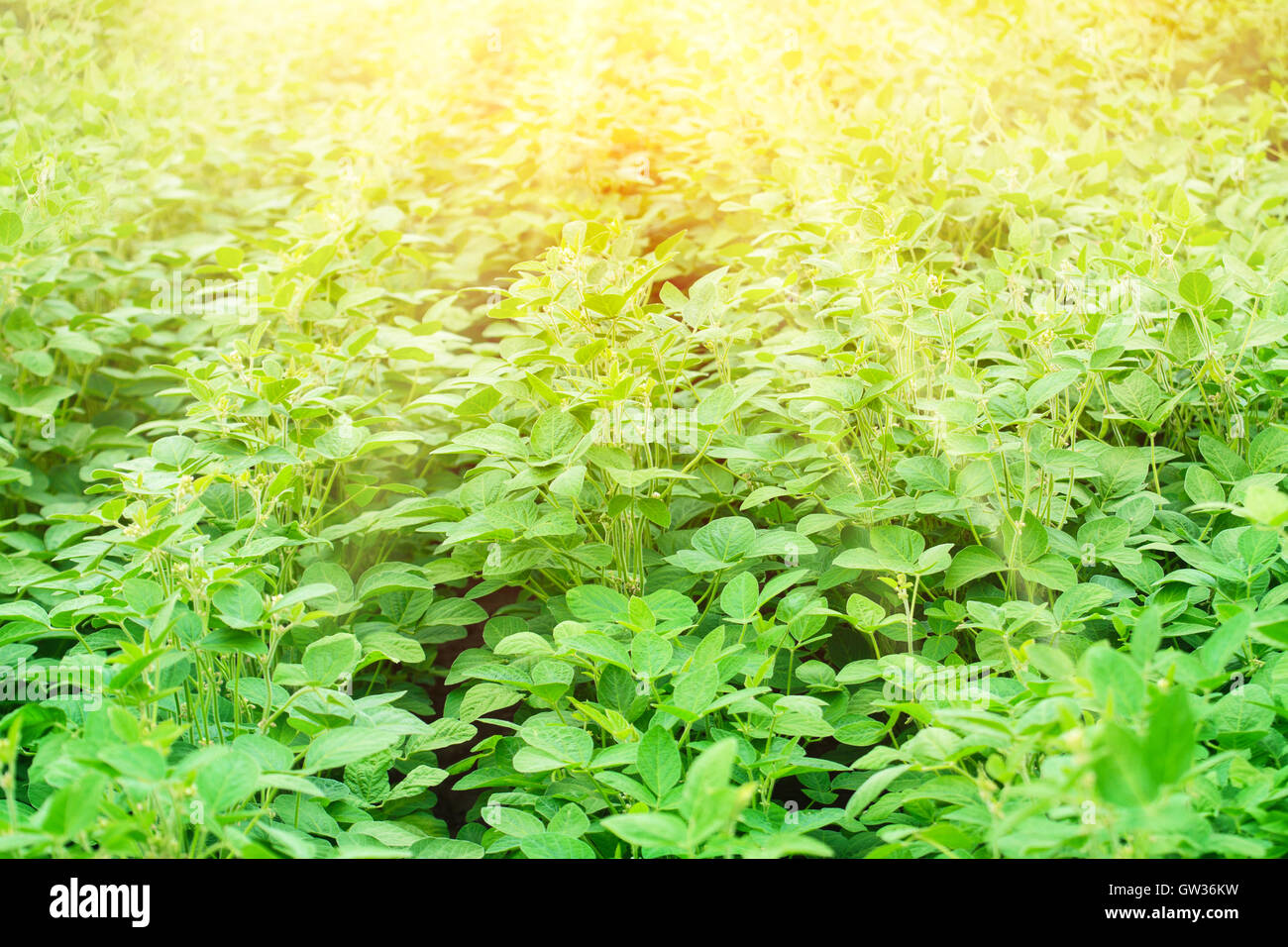 Soja vert Banque de photographies et d’images à haute résolution - Alamy