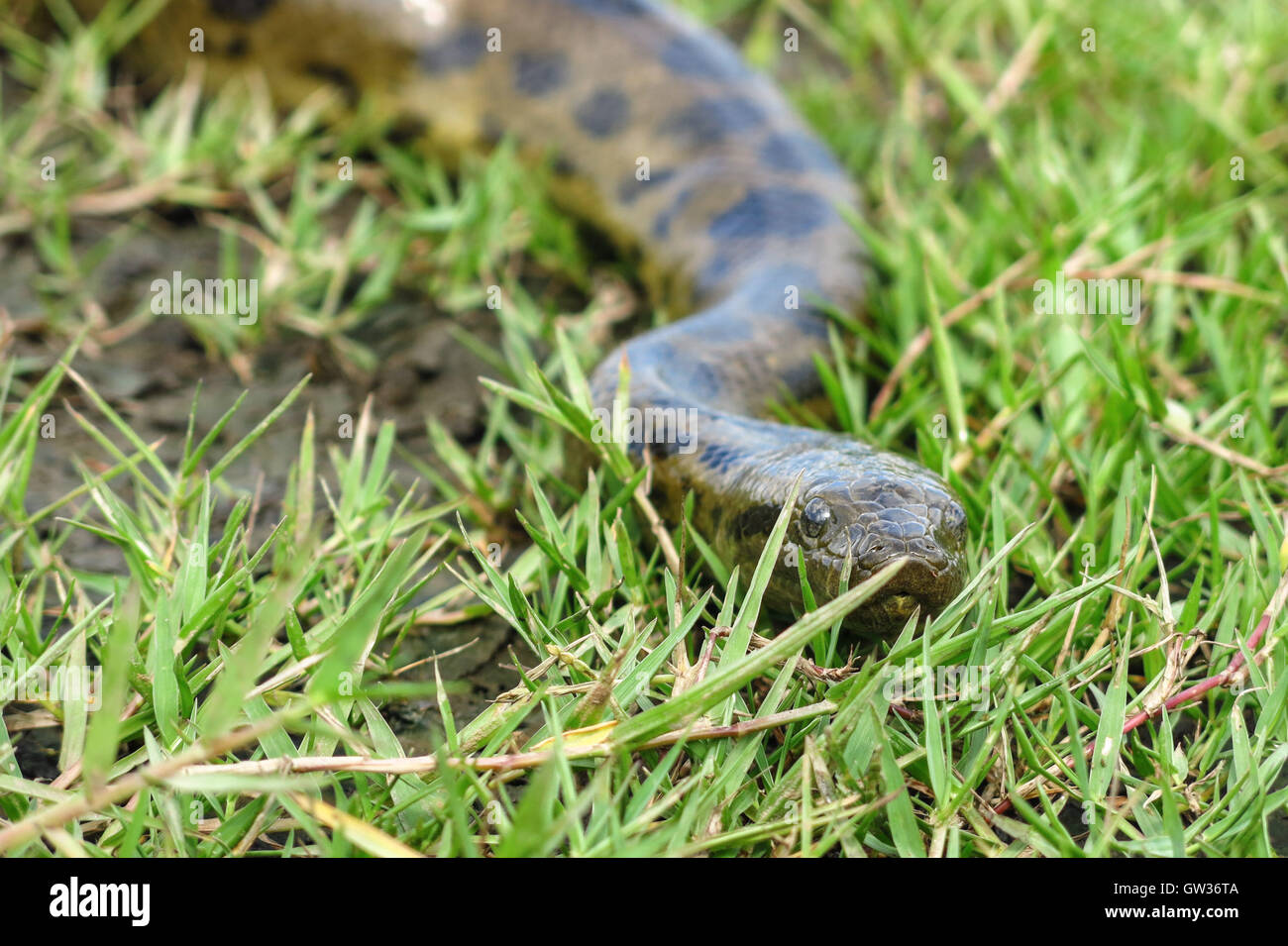 Anaconda amazon Banque de photographies et d’images à haute résolution ...